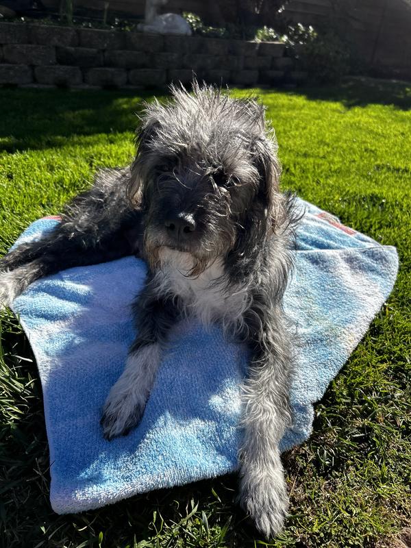 FRISCO Micro Terry Dog Crate Mat, Taupe, 36-in - Chewy.com