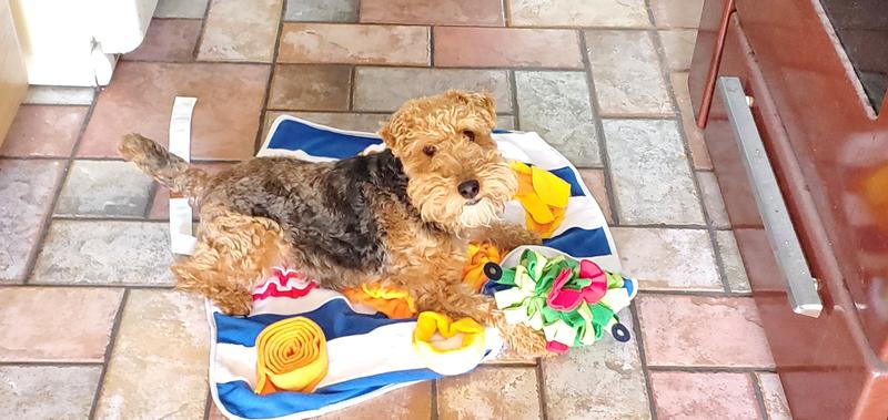 Out of Stock - INJOYA Breakfast Cat & Dog Snuffle Mat, Blue, Large ...