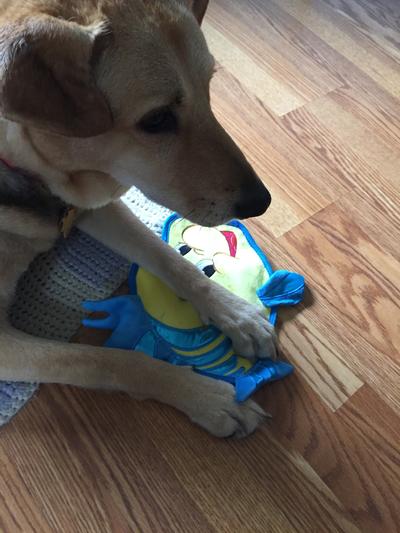 DISNEY Flounder Flat Plush Squeaky Dog Toy - Chewy.com