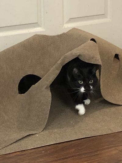 MERRICK Backcountry Grain-Free Morsels in Gravy Real Rabbit Recipe Cuts ...