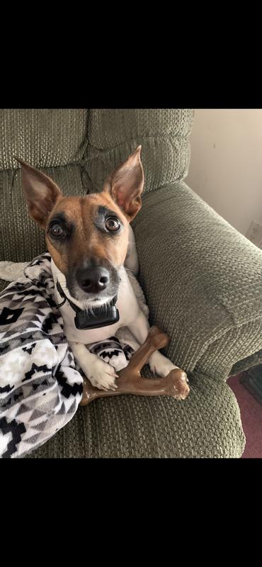 Out of Stock - BENEBONE Multipack Durable Dog Chew Toy, 4 count, Small ...