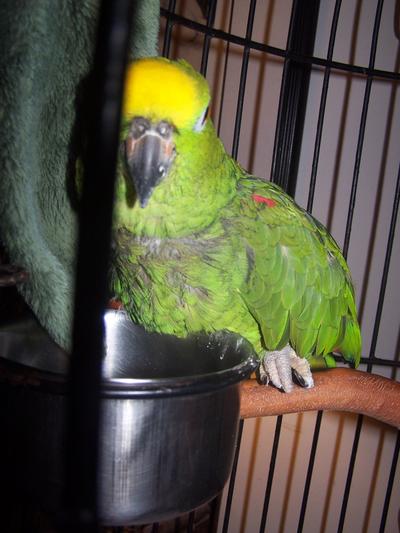 HIGGINS Sunburst Gourmet Blend Parrot Bird Food, 25-lb bag - Chewy.com