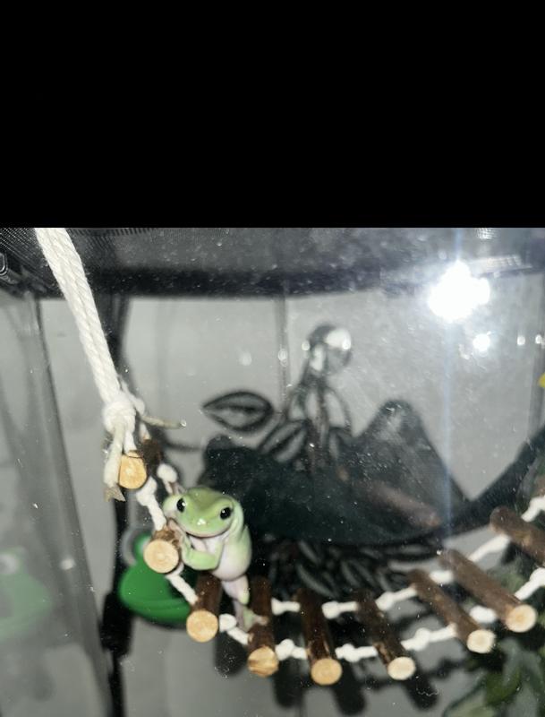 SUNGROW Bearded Dragon & Leopard Gecko Wooden Ladder, Reptile Bridge ...