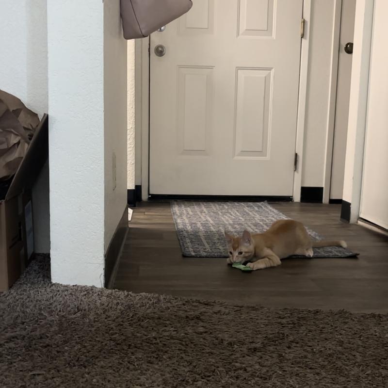 CATSTAGES Fresh Breath Mint Stick Cat Chew Toy - Chewy.com