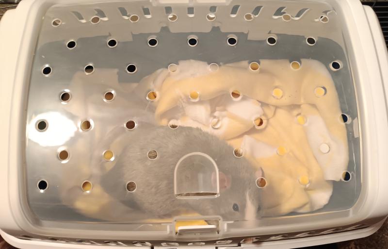 FRISCO Top Entry Two-Toned Small Pet Carrier, Small - Chewy.com