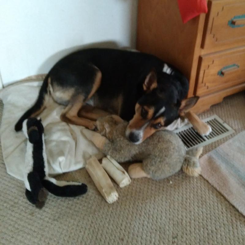 SILEO (dexmedetomidine oromucosal) Oromucosal Gel for Dogs, 0.09-mg/mL ...