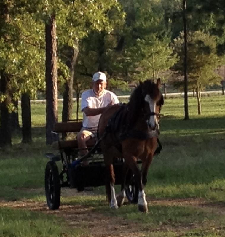 EQUIOXX (Firocoxib) Tablets for Horses, 57 mg, 30 Tablets - Chewy.com