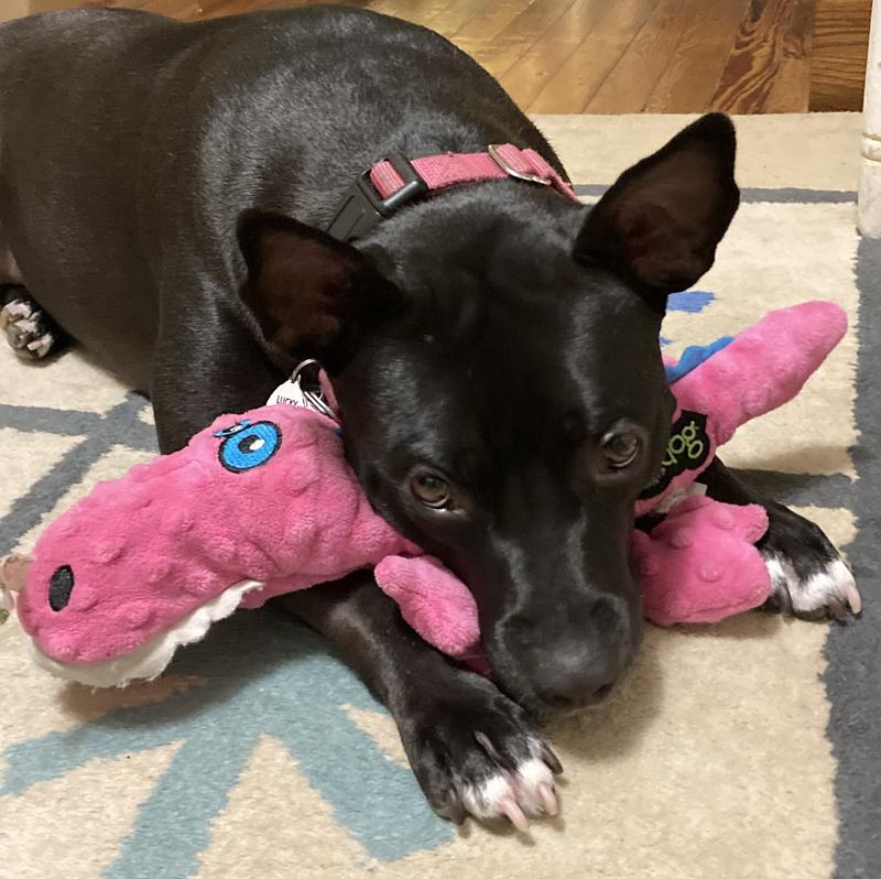 GODOG Wildlife Chew Guard Chipmunk Squeaky Plush Dog Toy, Large - Chewy.com