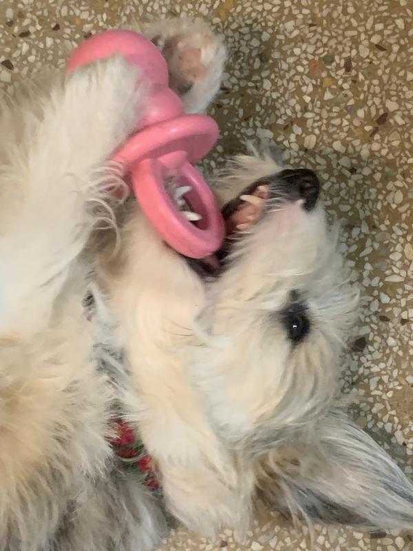 KONG Puppy Binkie Chew Dog Toy, Blue, Medium - Chewy.com