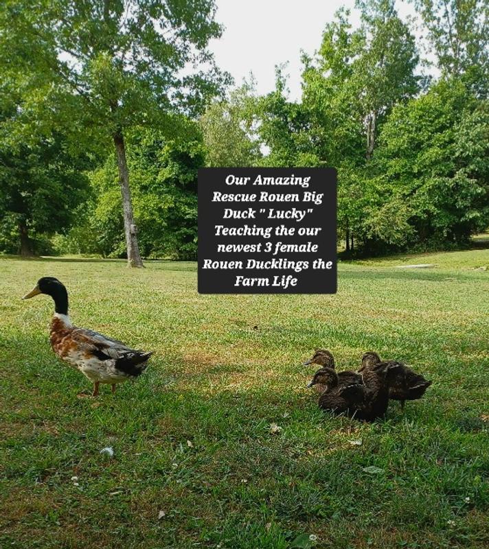 HUDSON FEEDS 18% Multi-Flock Grower/Finisher Complete Poultry Feed, 50 ...