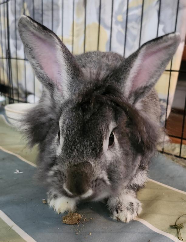 OXBOW Forage Wise Adult Rabbit Food, 4-lb bag - Chewy.com