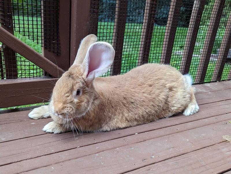 KAYTEE Premium Timothy Chew-A-Bowl Small Animal Treats, 1 count - Chewy.com