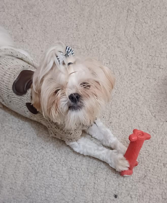 MULTIPET Loofa "Ruff" Latex Squeaky Dog Toy, Color Varies - Chewy.com