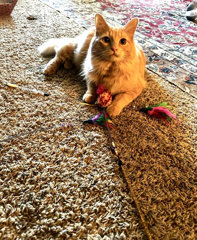 ETHICAL PET Spring Coil Teaser Wand Cat Toy, Color Varies - Chewy.com