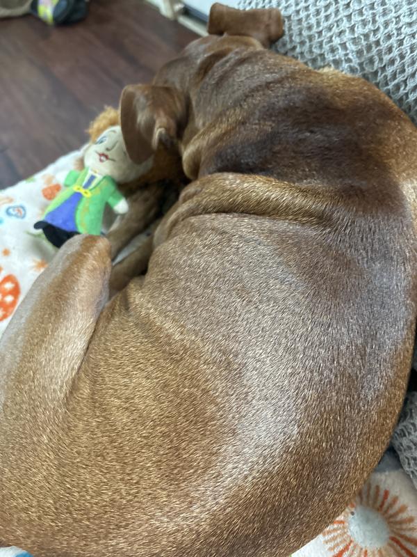 DISNEY Halloween Hocus Pocus Sanderson Sisters Plush Squeaky Dog Toy ...