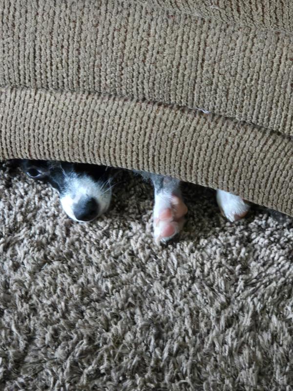 PUP-PERONI Original Beef Flavor Dog Treats, 22.5-oz bag - Chewy.com