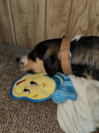 DISNEY Flounder Flat Plush Squeaky Dog Toy - Chewy.com