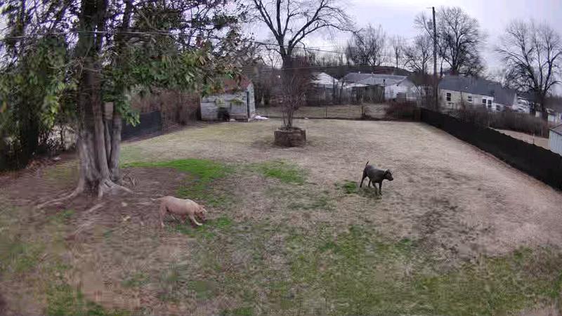 RING Stick Up Cam Outdoor WiFi Pet Camera, White - Chewy.com