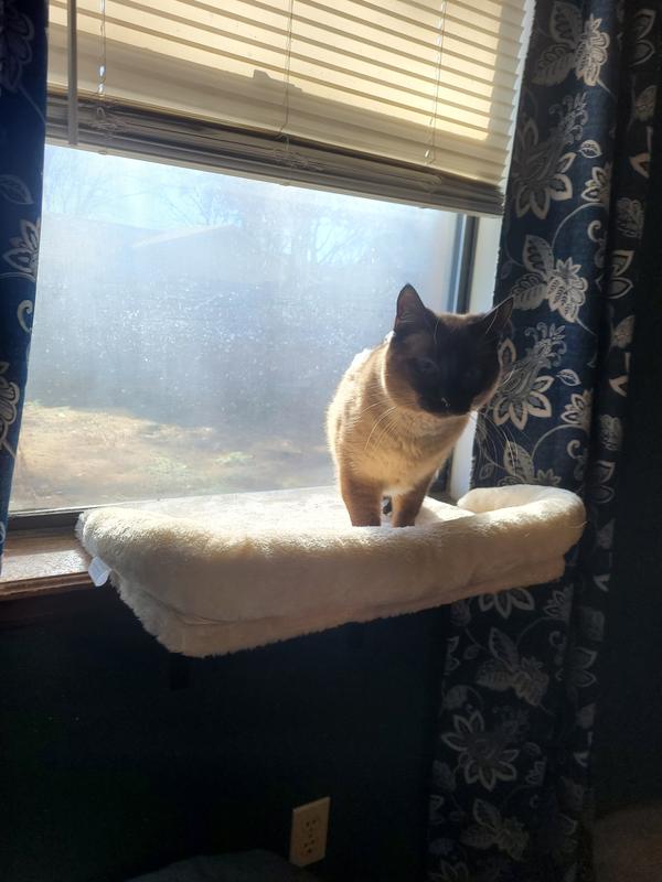 FRISCO Plush Cat Window Perch with Removable Bolster - Chewy.com