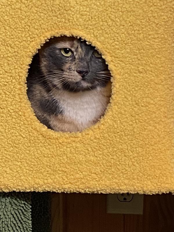 YAHEETECH 68.5-in Oasis-Themed Cat Tree, Green/Yellow - Chewy.com