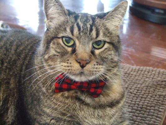 RENAKARE (Potassium Gluconate) Gel for Dogs & Cats, 5-oz - Chewy.com