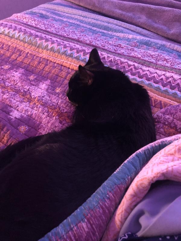 MEOWIJUANA Skull Cap Blend Catnip, 0.92-oz bottle - Chewy.com