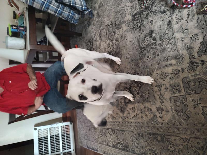 PACIFIC PUPS RESCUE Rope & Chew Dog Toy Variety Pack, 18 count - Chewy.com