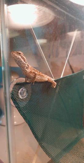 ZOO MED Lizard Ladder - Chewy.com