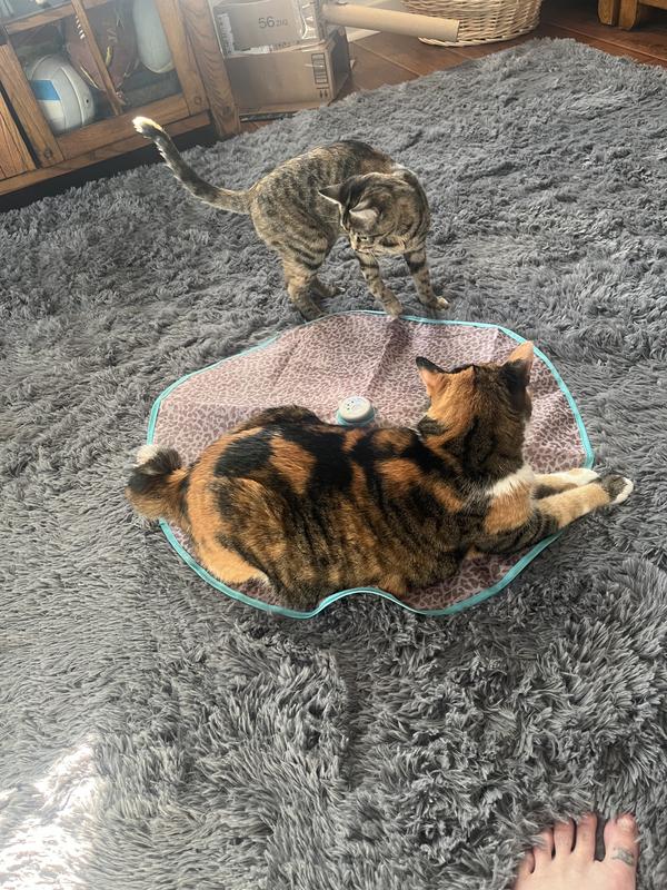 SMARTYKAT Instincts Hidden Hijinks Electronic Motion Concealed Teaser ...