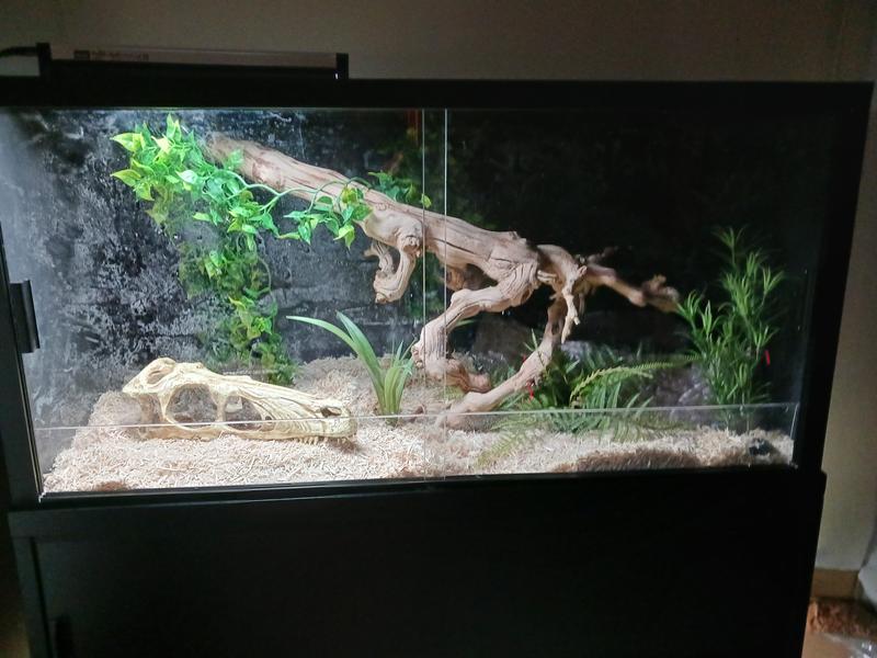 KOMODO Raptor Skull, Large - Chewy.com