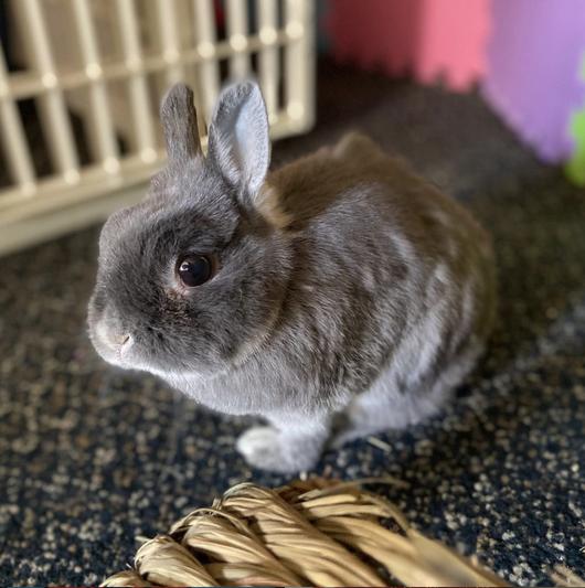 Discontinued - PAW PODS Biodegradable Medium Pod Casket - Chewy.com