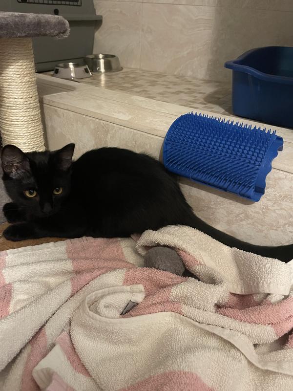 FRISCO Cat Self Groomer Brush - Chewy.com