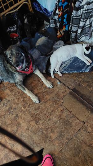 DAVIS Chlorhexidine Dog & Cat Spray, 8-oz bottle - Chewy.com