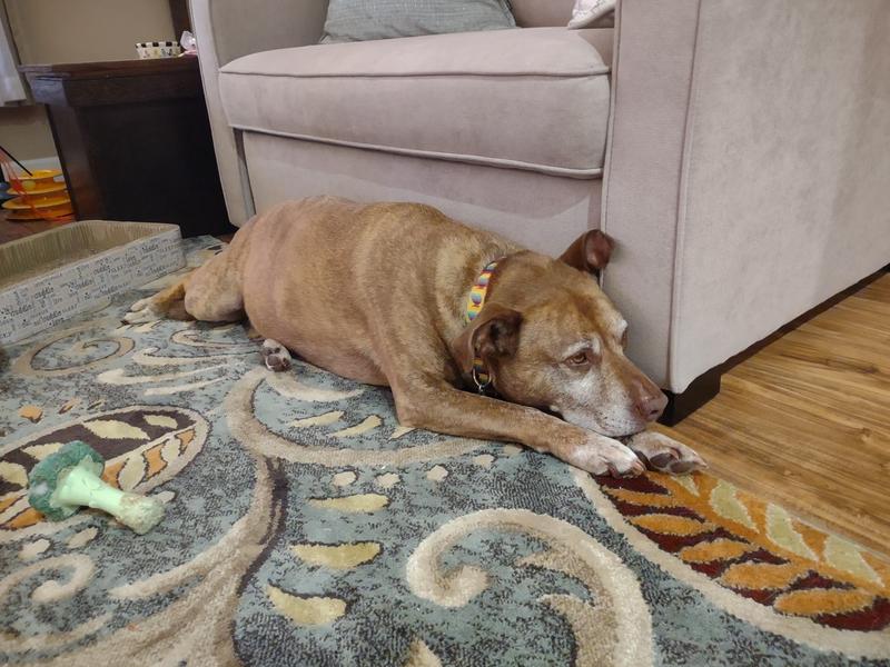 PET NATURALS BusyButter Extra Strength Peanut Butter Flavored Paste ...