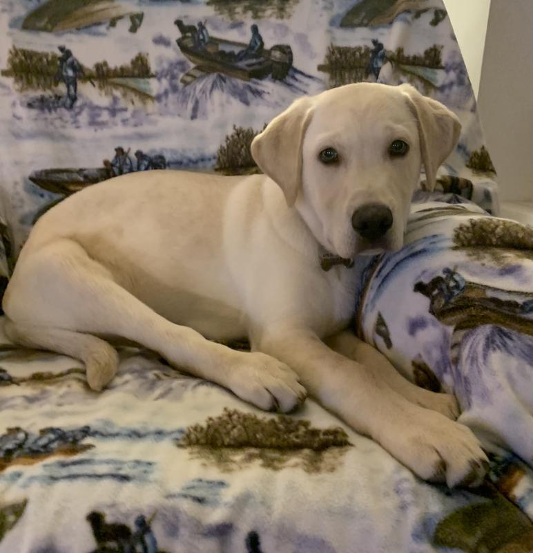 PUPPY CHOW Large Breed Chicken Flavor Formula Dry Dog Food, 32-lb bag ...