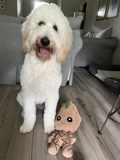 MARVEL 's Groot Plush Squeaky Dog Toy - Chewy.com