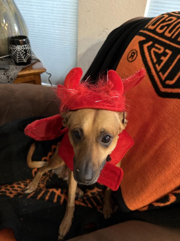 FRISCO My Little Devil Dog & Cat Costume Accessory, Medium/Large ...