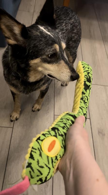 BARK Steve Squeaky Plush Snake Dog Toy, Green - Chewy.com