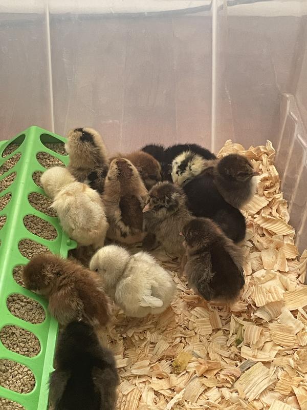 KALMBACH FEEDS Chickhouse Reserve Extraordinary 18% Protein Chick ...