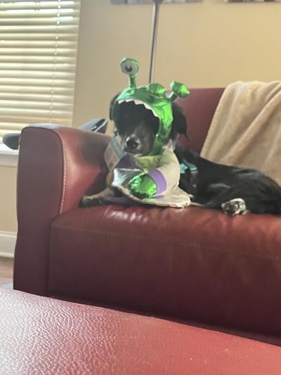 FRISCO Front Walking Alien Dog & Cat Costume, XX-Large - Chewy.com