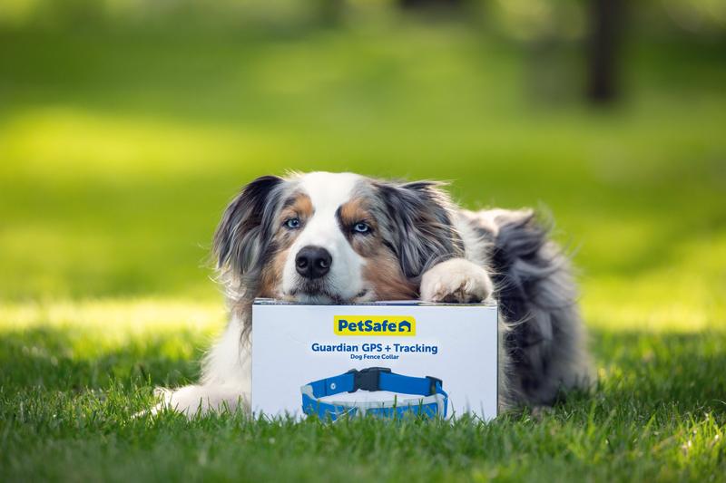 PETSAFE Guardian GPS + Tracking Wireless Fence Dog Collar, Grey/Blue ...