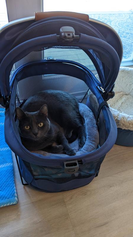 PET GEAR VIEW 360 Dog & Cat Carrier Bag, Black - Chewy.com