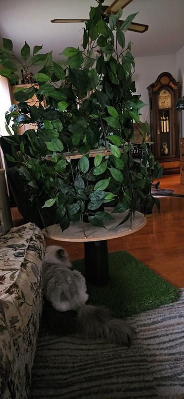 ON2PETS 48-in Medium Square Modern Cat Tree - Chewy.com