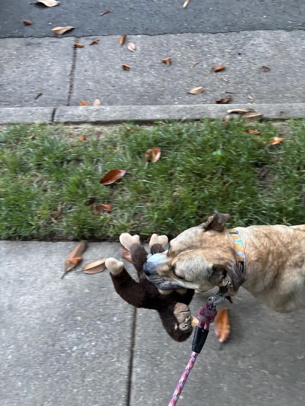 FRISCO Gorilla Muscle Plush Squeaky Dog Toy, Medium/Large - Chewy.com