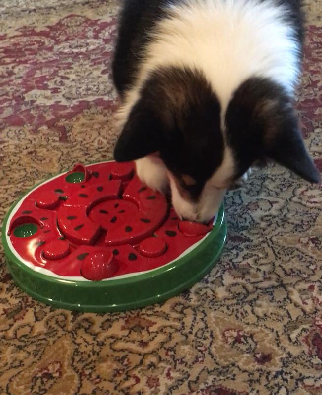 FRISCO Watermelon Interactive Puzzle Dog Toy, Level 2 - Chewy.com