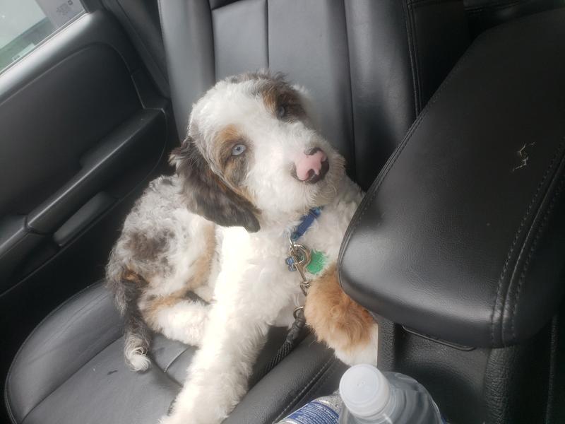 WISDOM PANEL Essential Breed Identification DNA Test for Dogs - Chewy.com