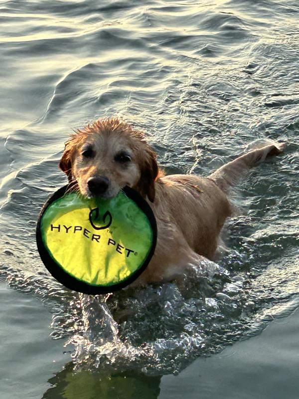 HYPER PET Flippy Flopper Flying Disc Dog Toy, Color Varies, 9-in, 2 ...