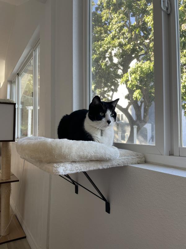 FRISCO Plush Cat Window Perch with Removable Bolster - Chewy.com