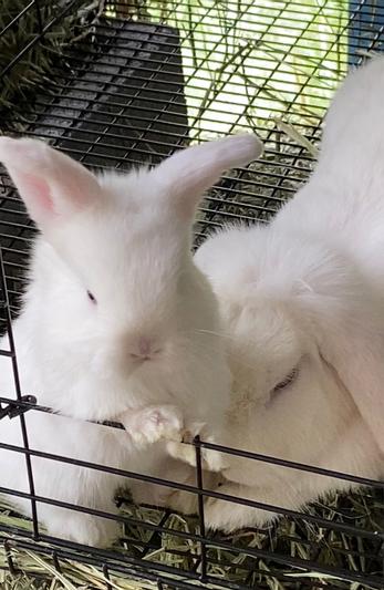 BLUEBONNET FEEDS Rabbit Kindle Bits 18% Protein Rabbit Food, 50-lb bag ...