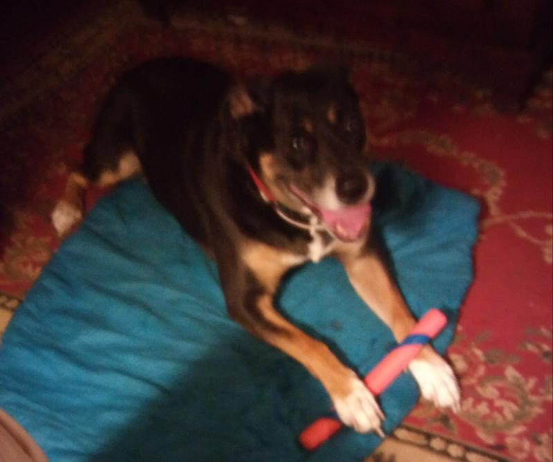 CHUCKIT! Ultra Fetch Stick Dog Toy - Chewy.com